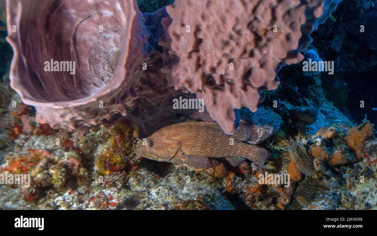 Beautiful Sponges in Cozumel Stock Photo - Alamy