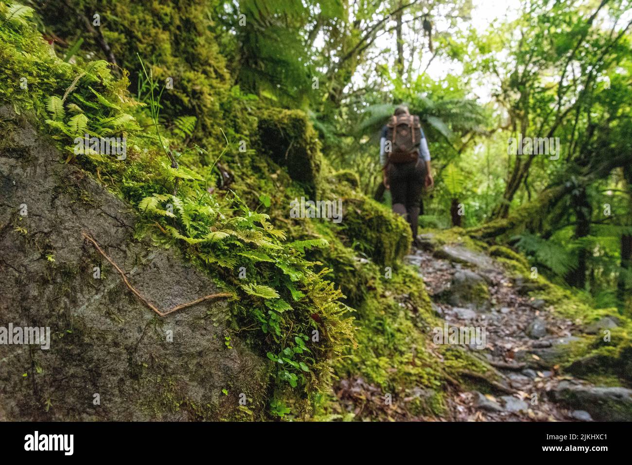 Hiking the Roberts Point Track at Franz Josef Glacier National Park ...