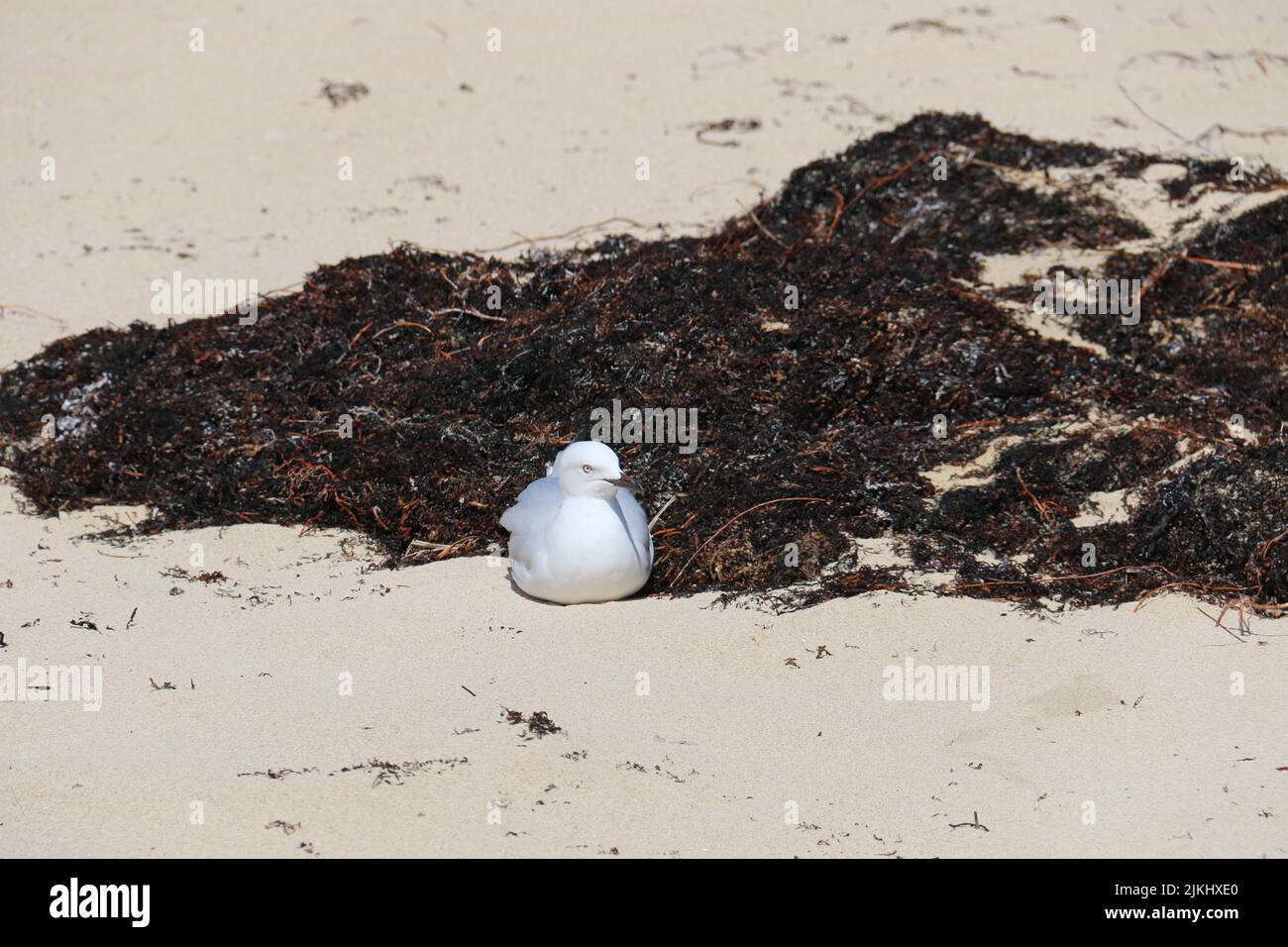 A seagull sitting on the sandy beach by the seaweeds by Moore River ...