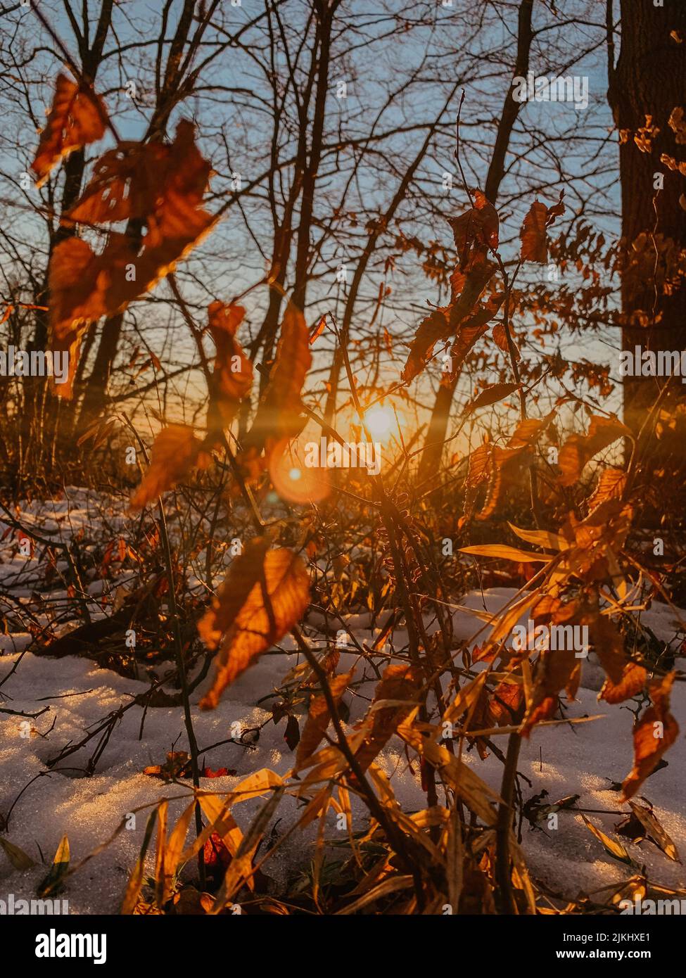 A vertical shot of a sunset penetrating into forest covered in snow ...