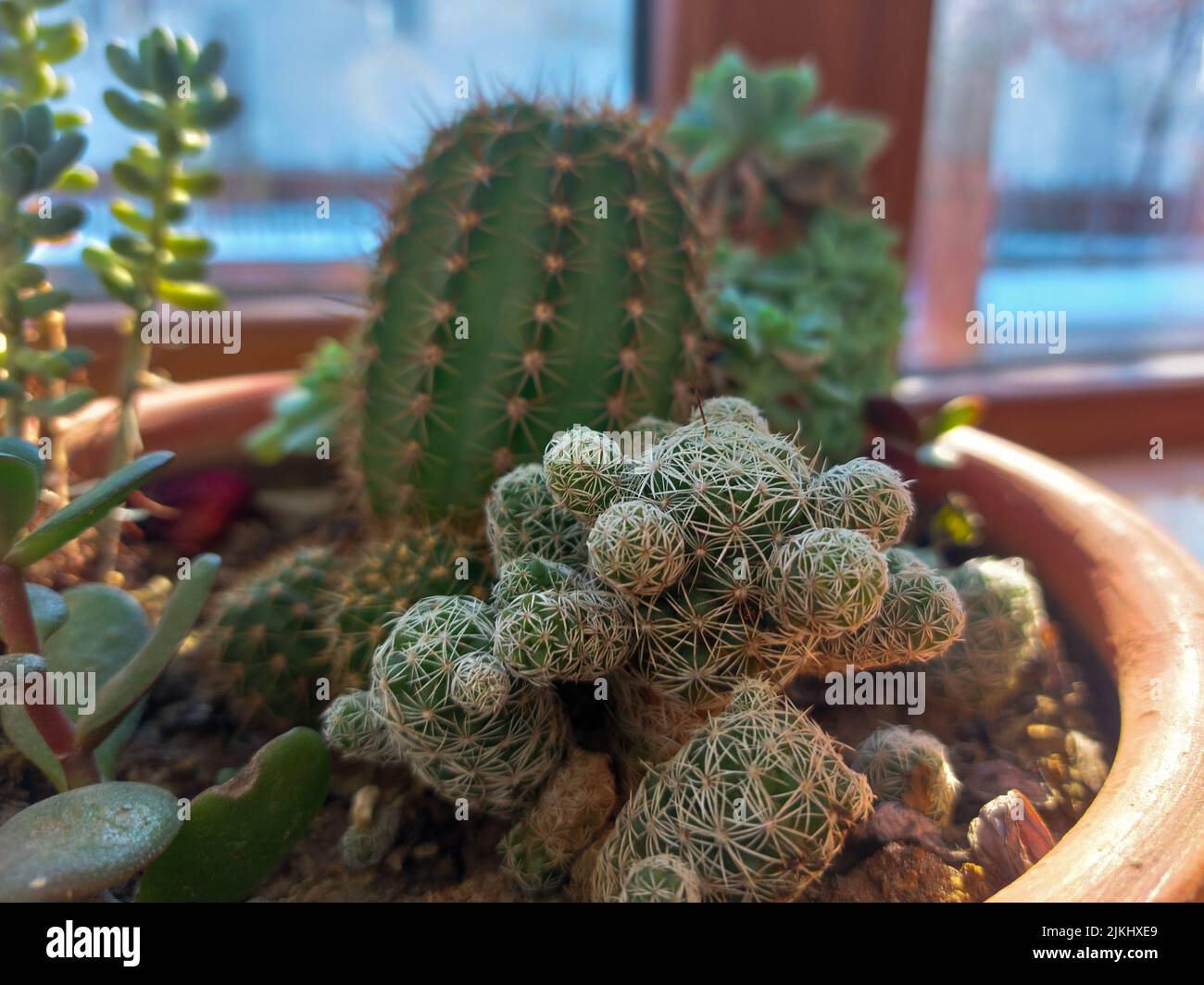 Sun and cactus hi-res stock photography and images - Alamy
