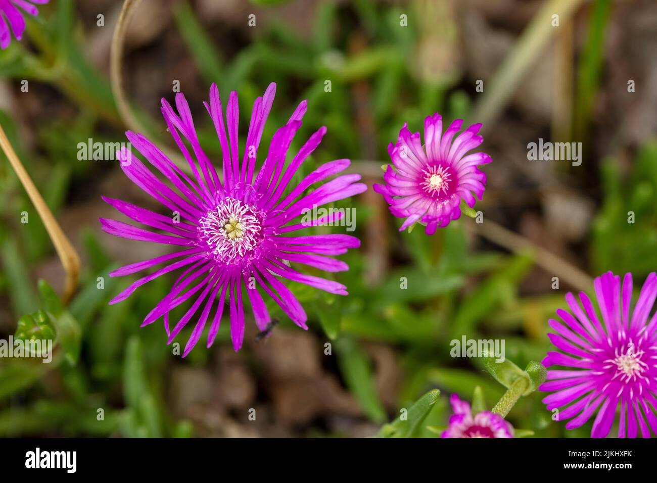 Prolific Lampranthus roseus, rosy shining plant, flower in close-up ...
