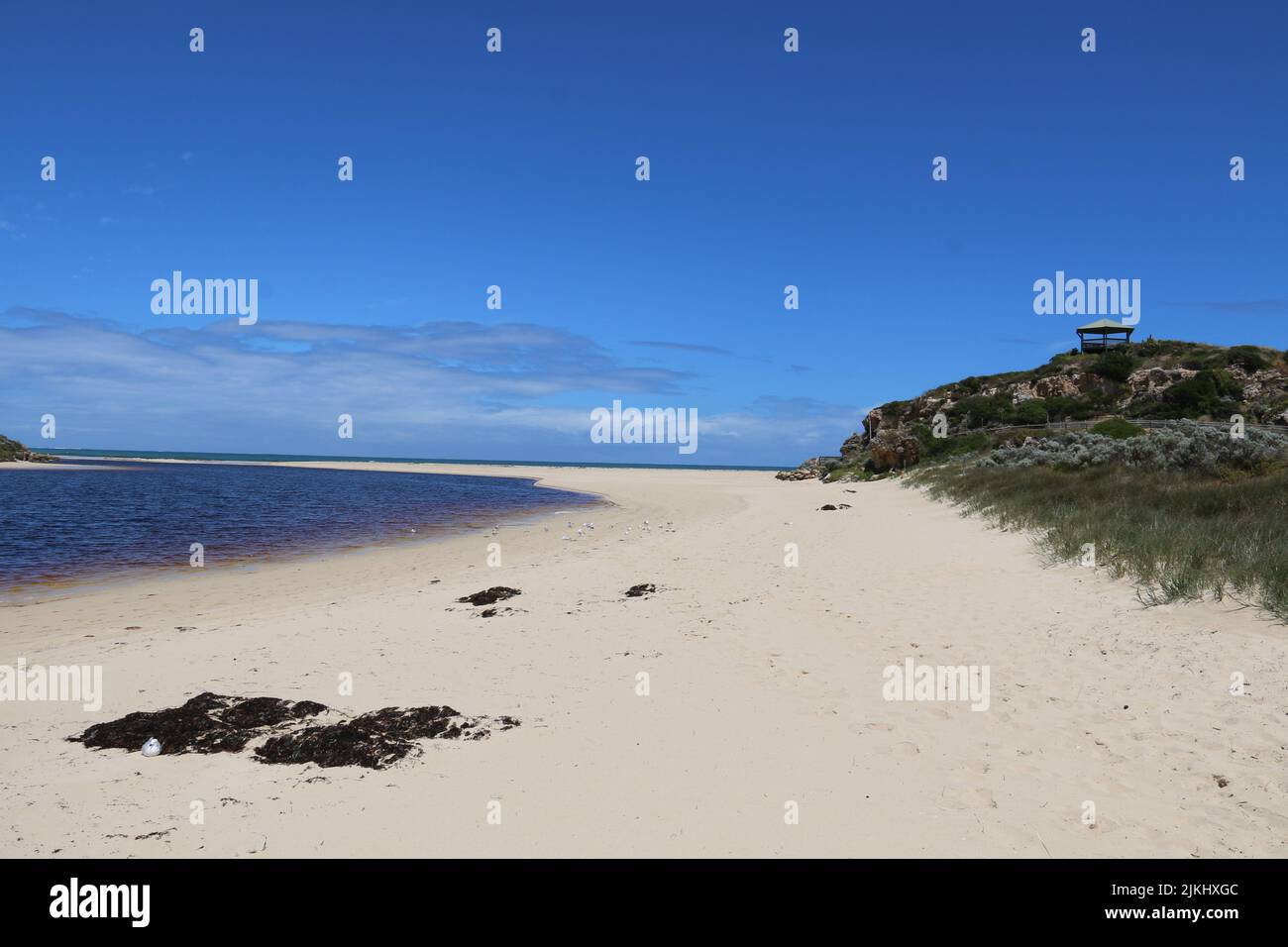 The seaweeds on the sandy beach with a seagull by the Moore River ...