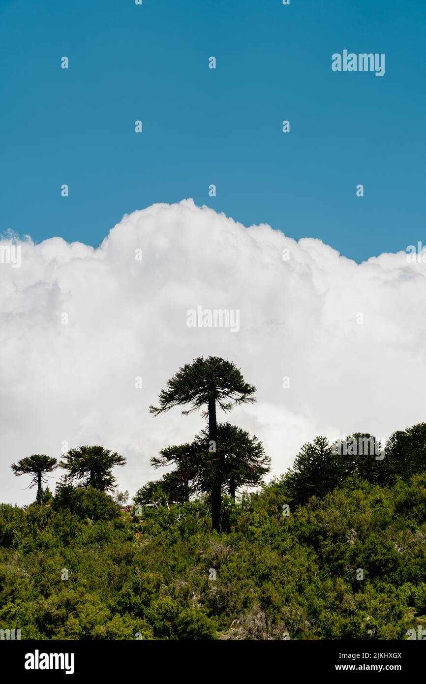 A view of beautiful tall monkey tail trees (Araucaria araucana) growing ...
