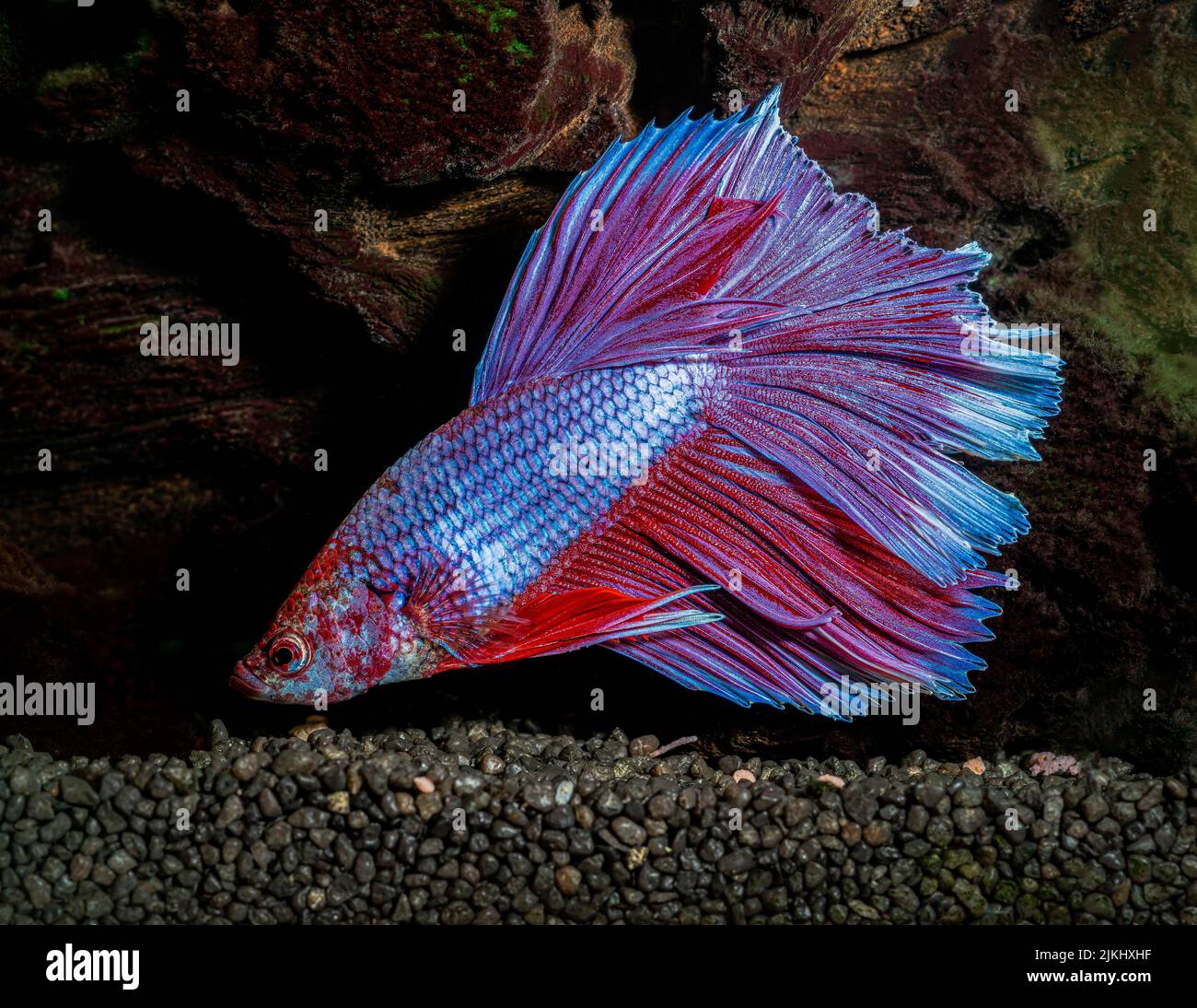 Colorful sea fish hi-res stock photography and images - Alamy