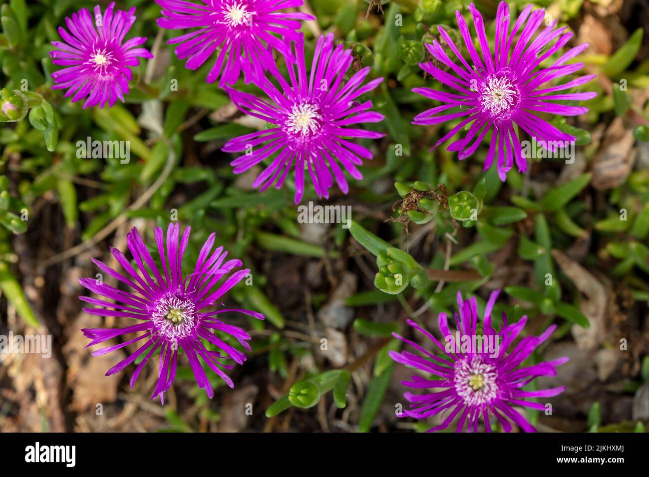 Prolific Lampranthus roseus, rosy shining plant, flower in close-up ...