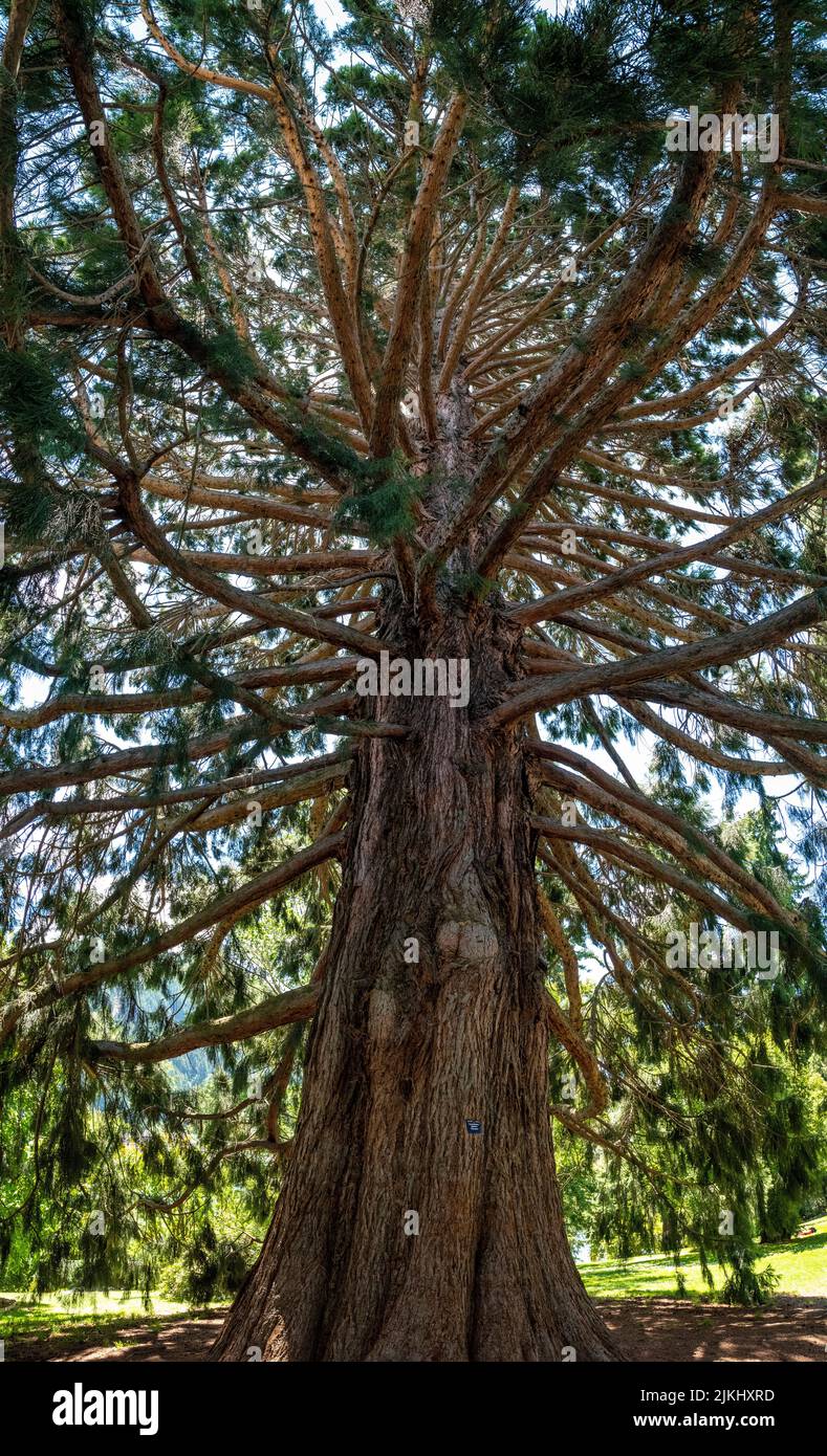 Giant sequoia tree branches hi-res stock photography and images - Alamy