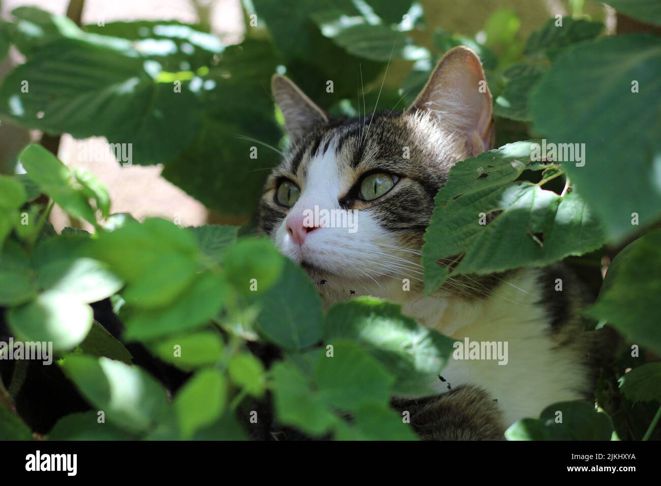 A closeup of a tabby cat hiding in the bushes in the garden Stock Photo ...