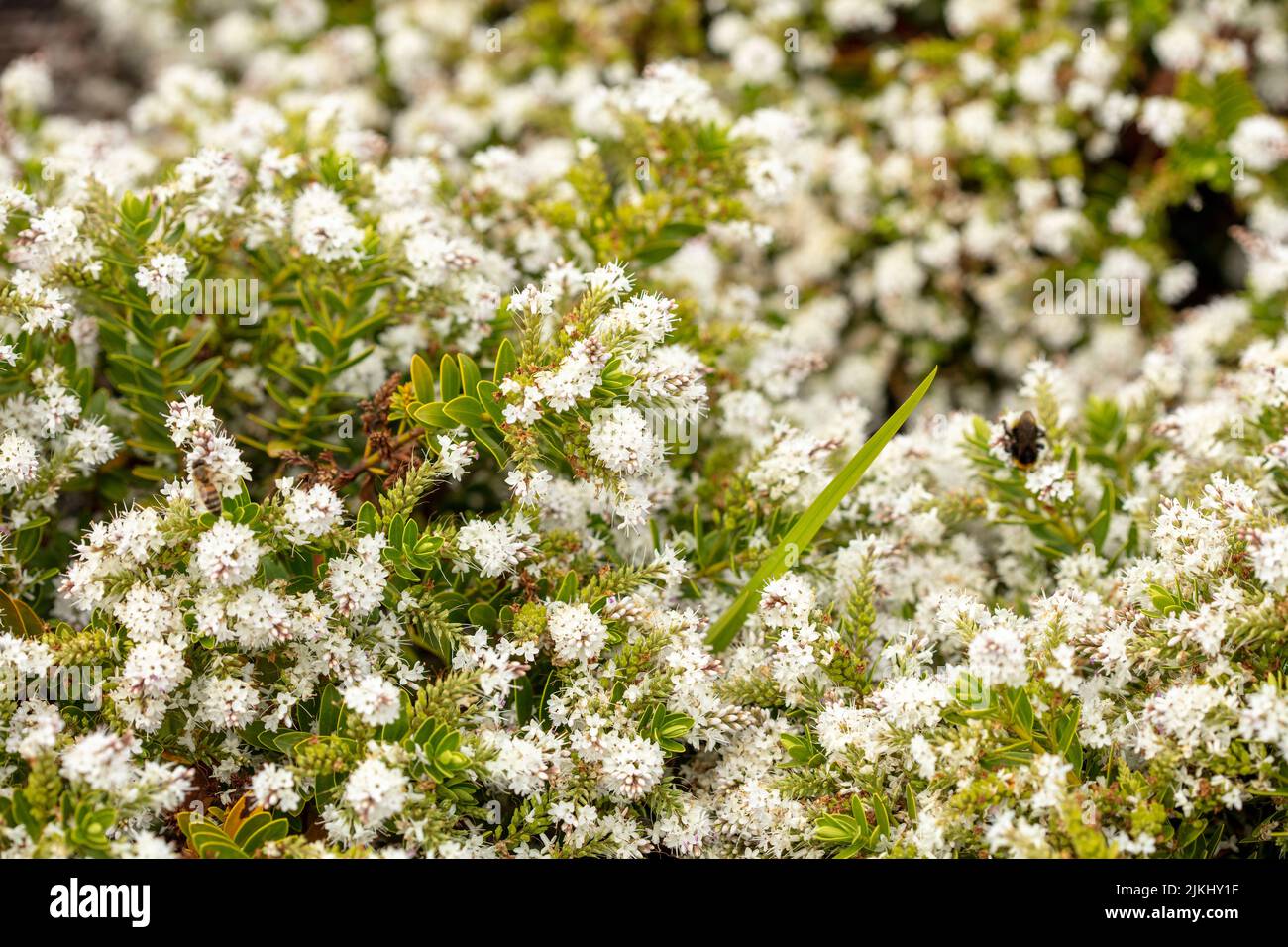 Mass flowering Veronica 'Wiri Mist’, hebe 'Wiri Mist’, natural close-up ...
