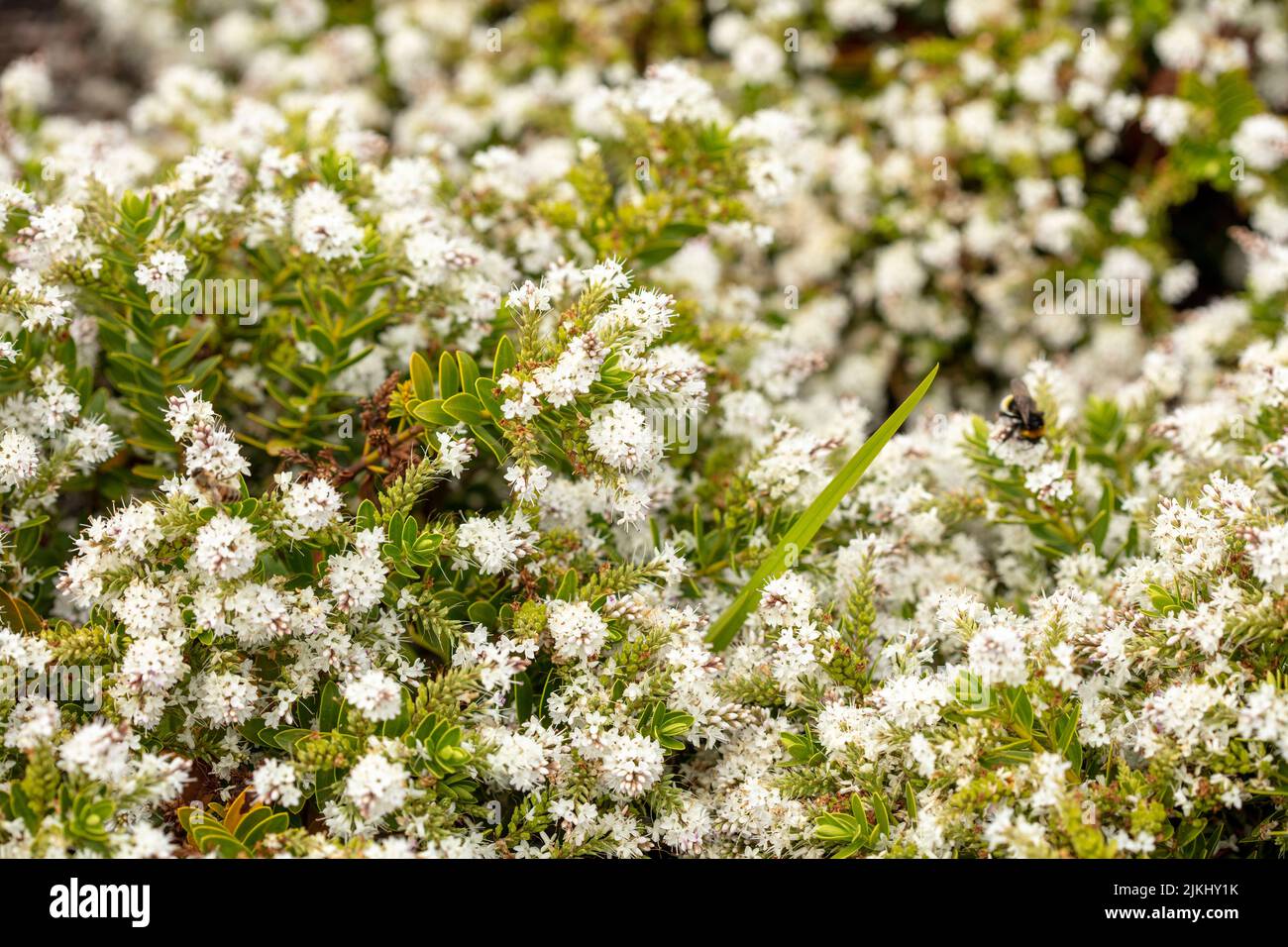 Mass flowering Veronica 'Wiri Mist’, hebe 'Wiri Mist’, natural close-up ...