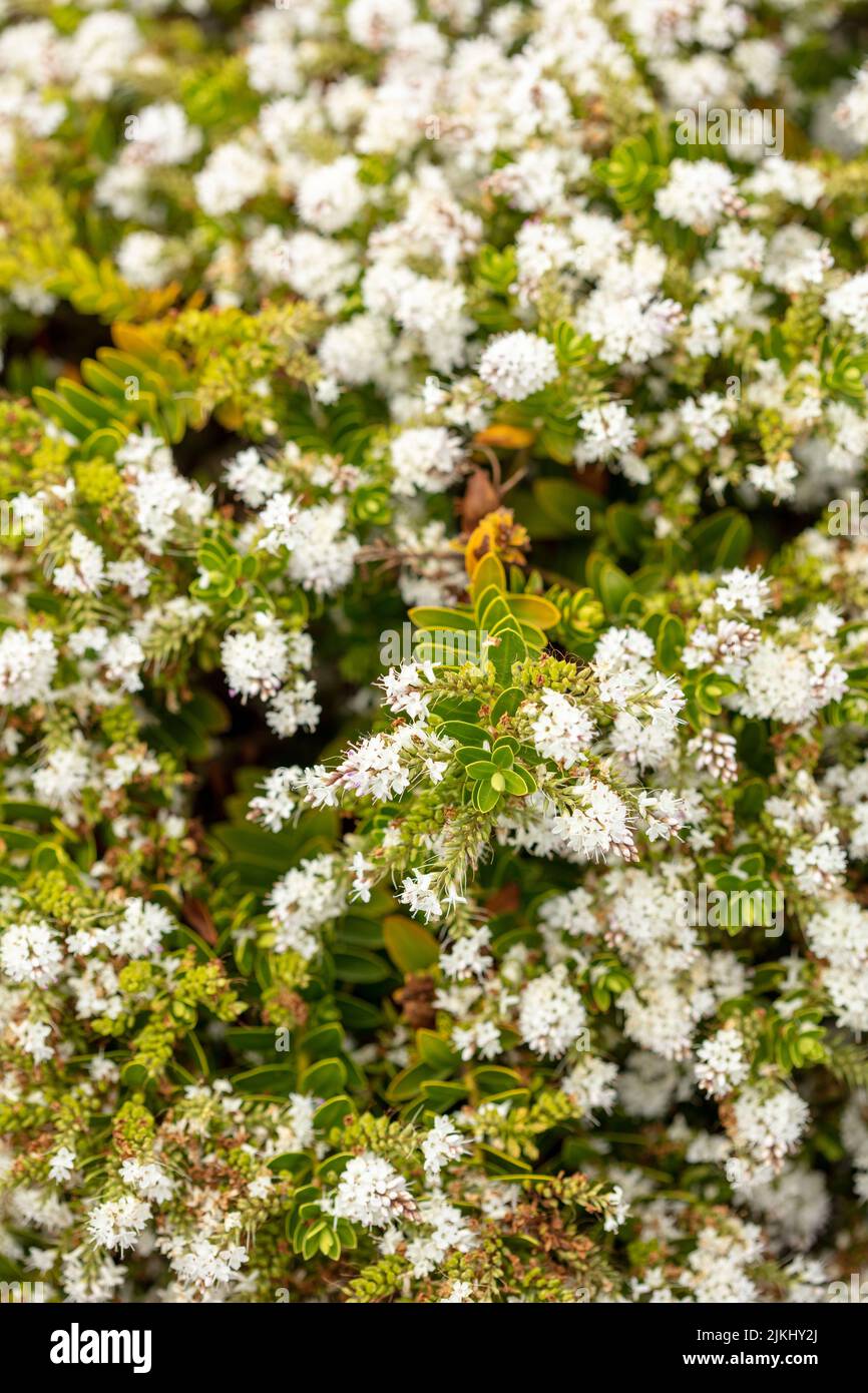 Mass flowering Veronica 'Wiri Mist’, hebe 'Wiri Mist’, natural close-up ...