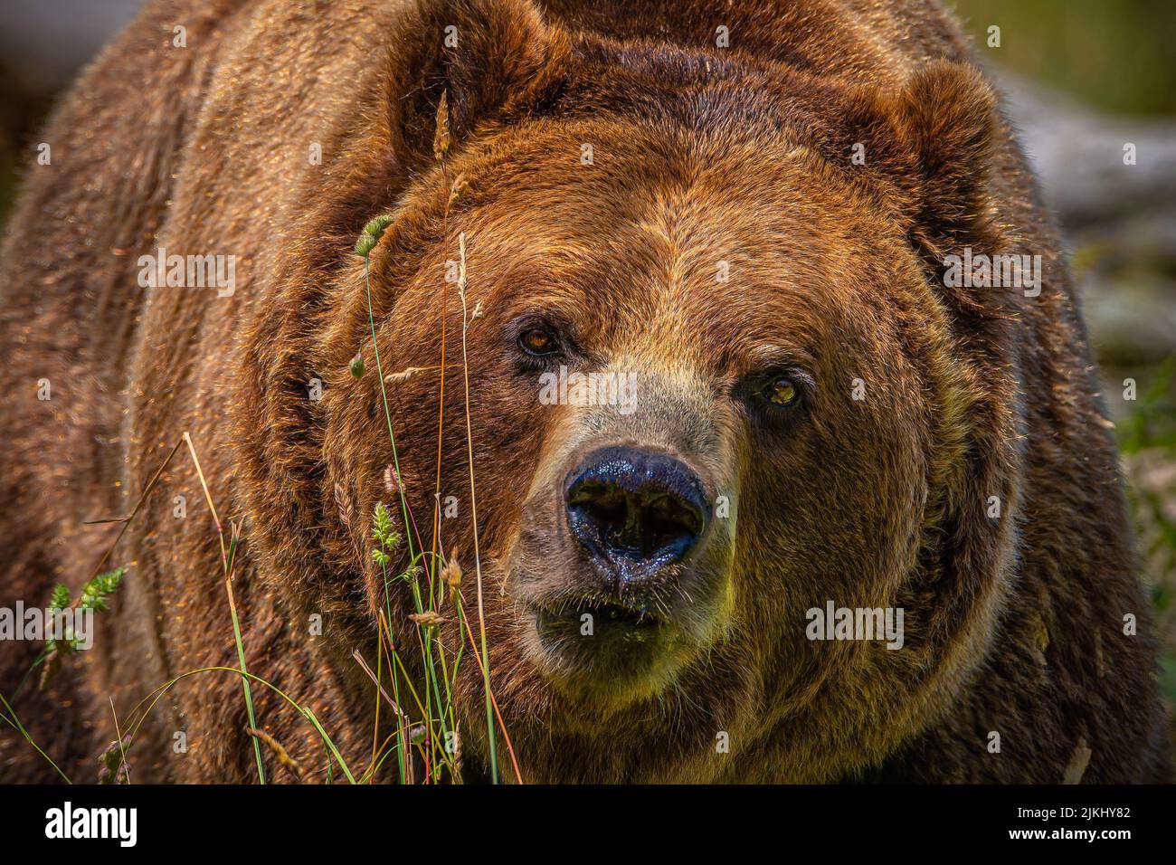 Grizzly bear eyes hi-res stock photography and images - Alamy