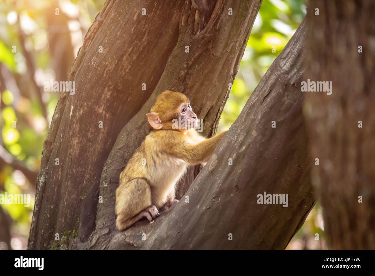 An image of a Barbary macaque in the forest Stock Photo - Alamy