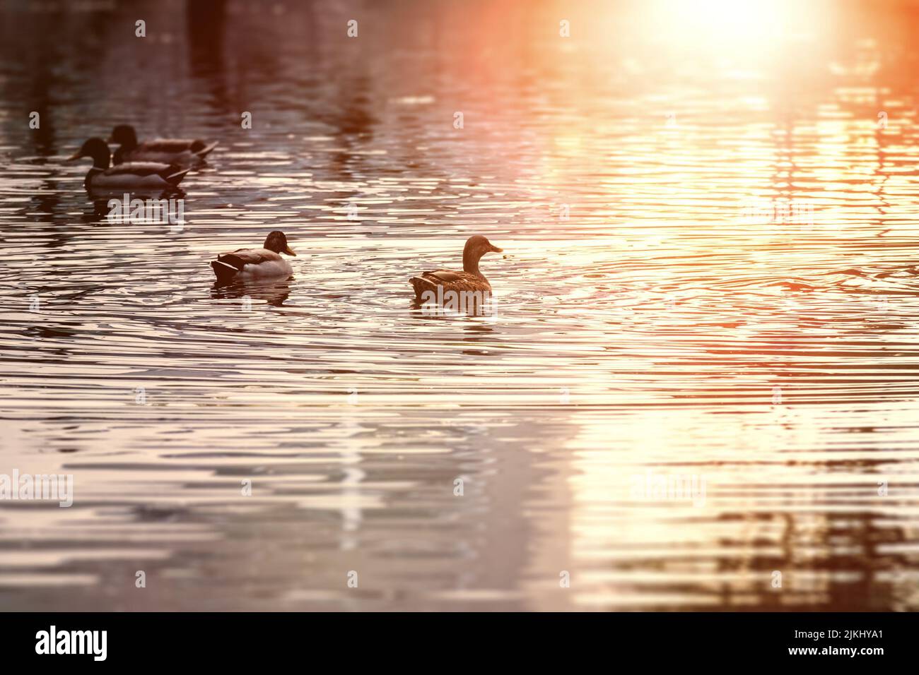 Wet ducks hi-res stock photography and images - Alamy