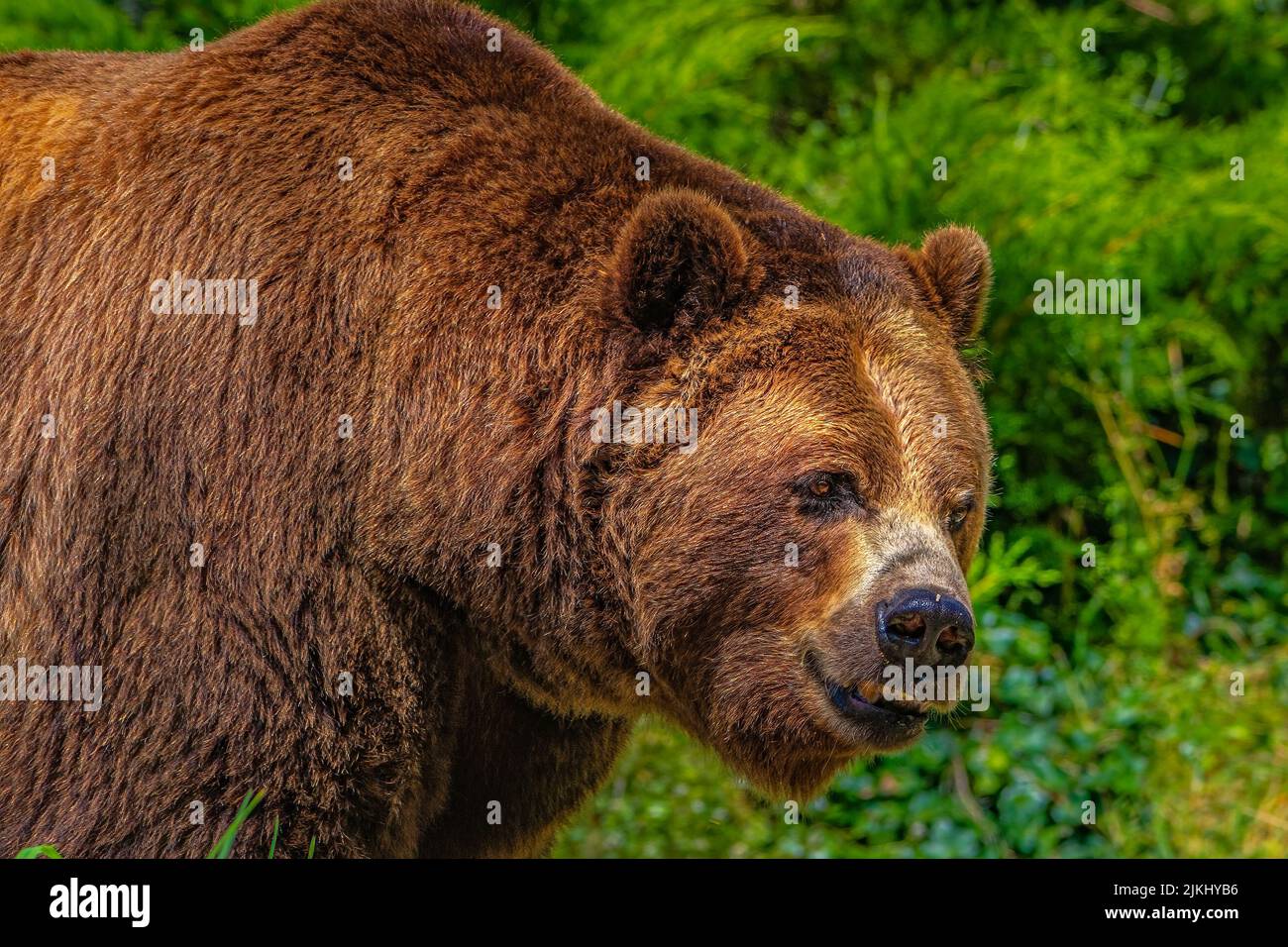 A large grizzly bear on the background of a forest Stock Photo - Alamy