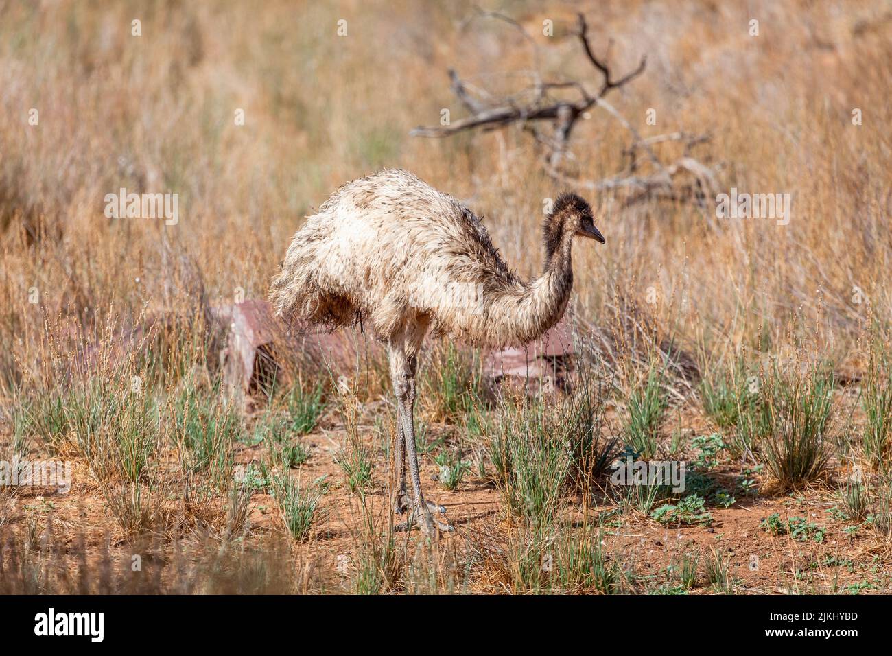 An image of an Emu Bird in Australia Stock Photo - Alamy