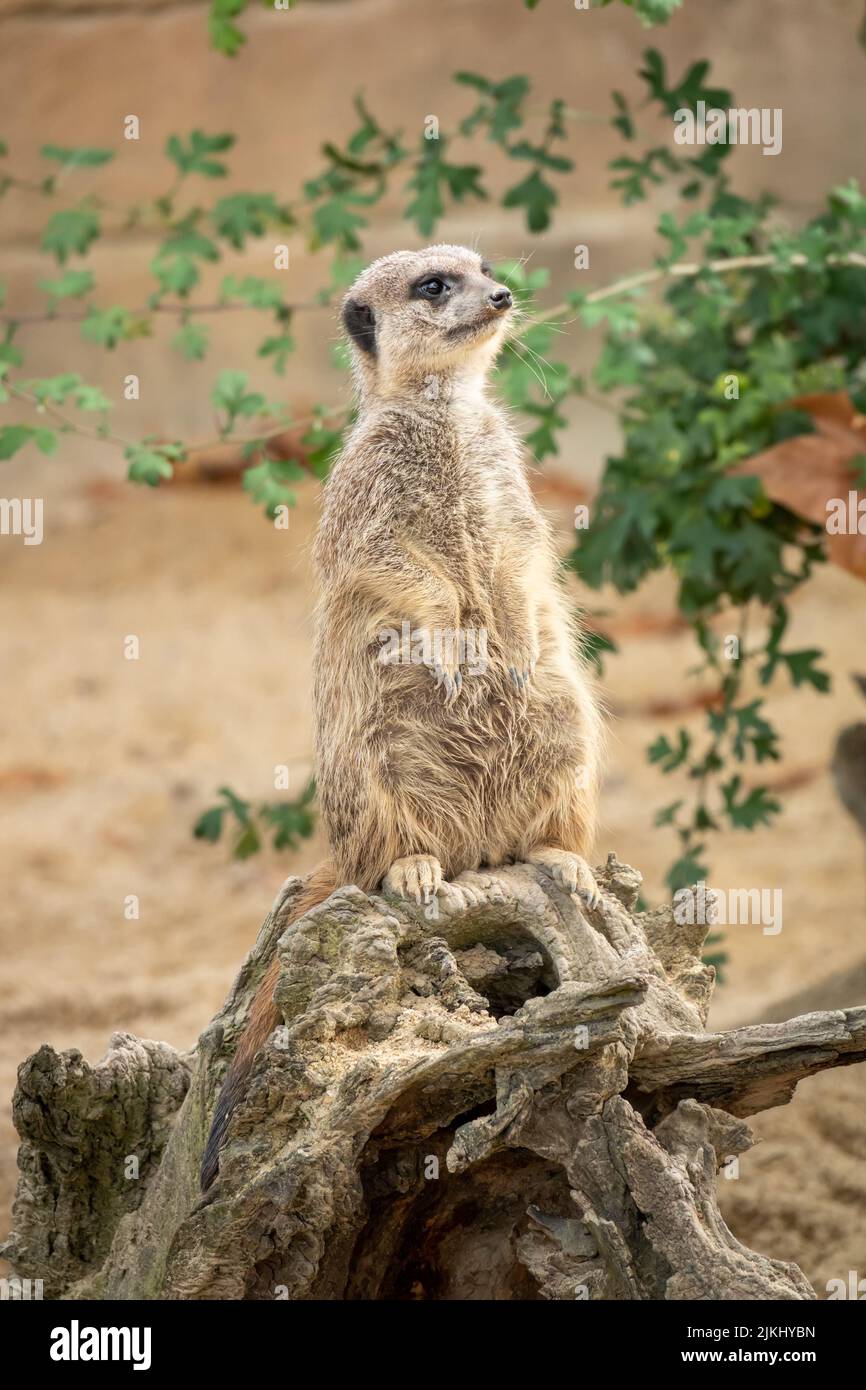 Single meercat hi-res stock photography and images - Alamy