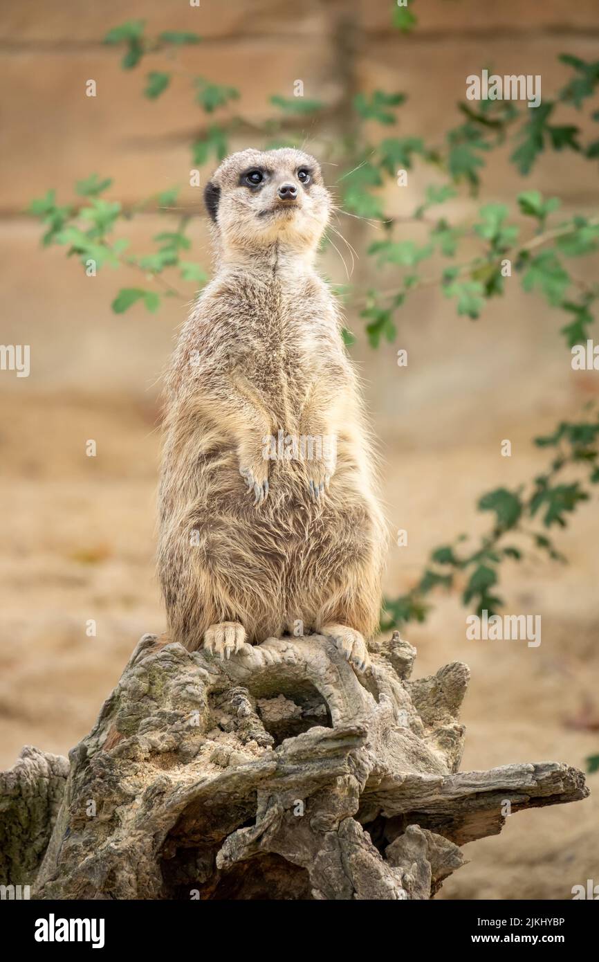 Single meercat hi-res stock photography and images - Alamy