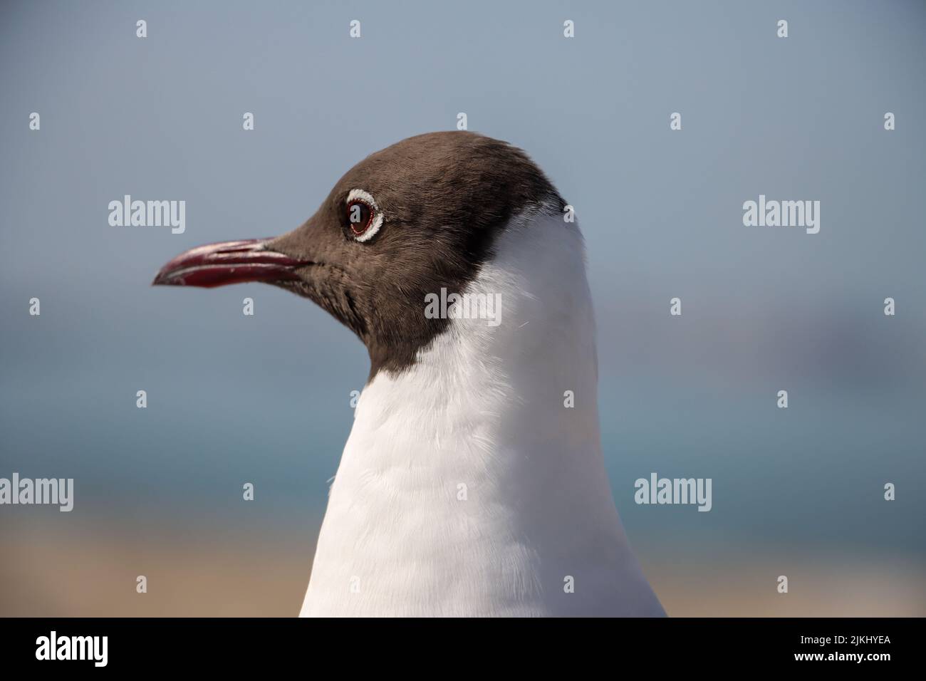A closeup shot of a seagull with a black face and a white neck Stock ...