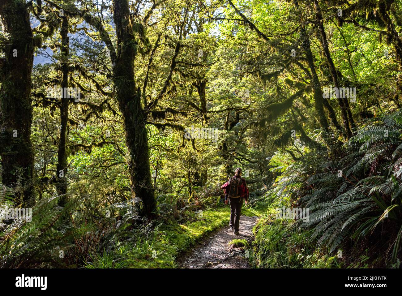 Hiking the famous Routeburn track through New Zealand's rainforest ...