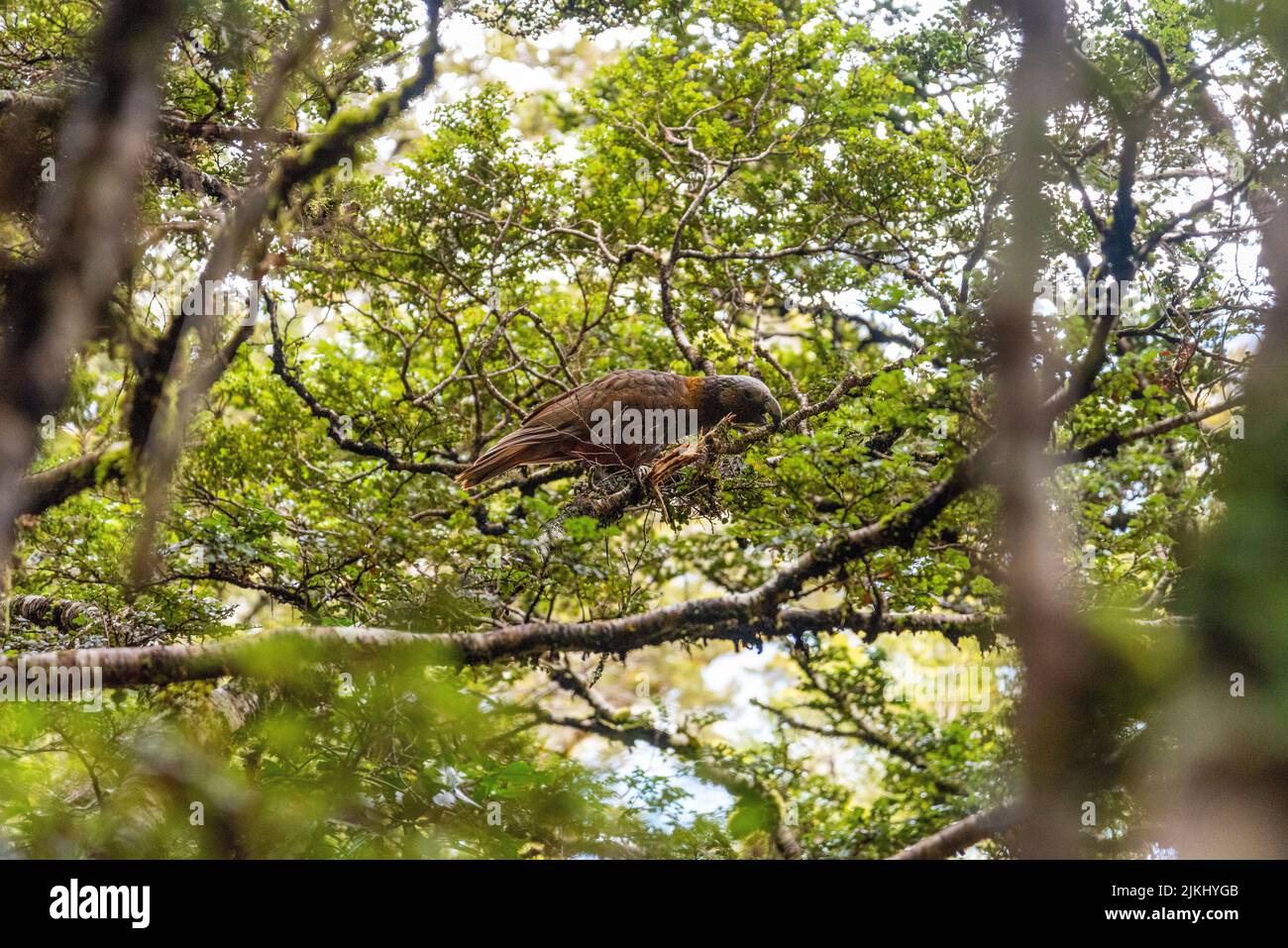 Famous Kea in its natural habitat, iconic parrot of New Zealand Stock ...