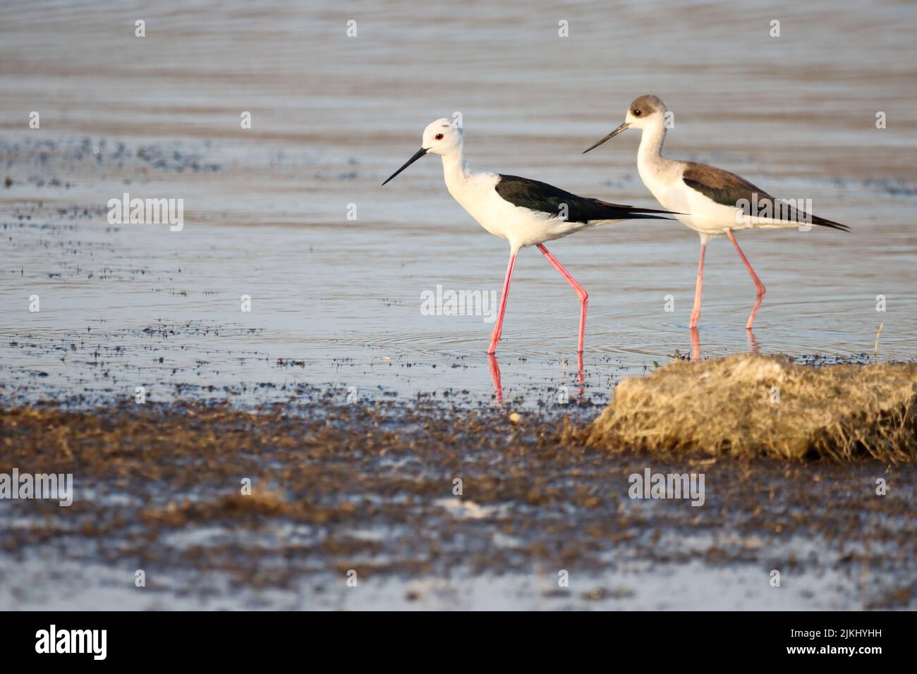 A pair of black-winged stilt birds on a lake shore Stock Photo - Alamy