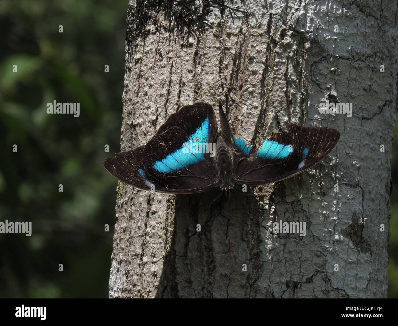A one-spotted prepona with a damaged wing on a tree trunk in the forest ...