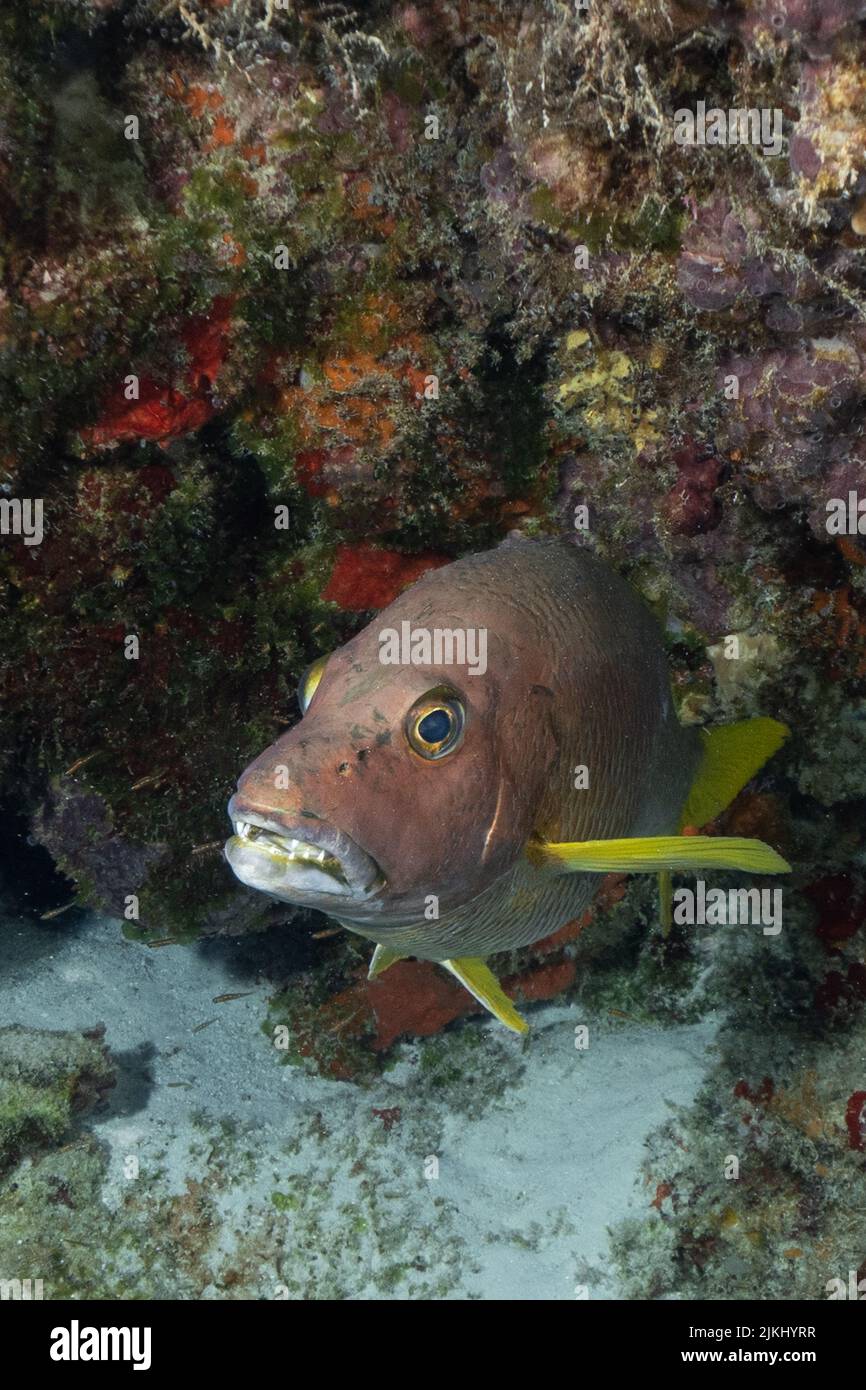 Queen snapper hi-res stock photography and images - Alamy