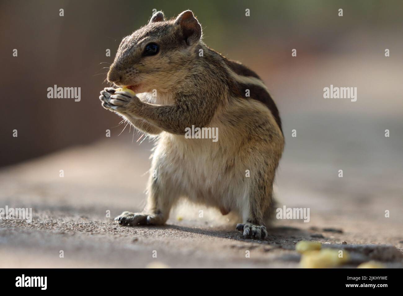 Chipmunk eating nut hi-res stock photography and images - Alamy