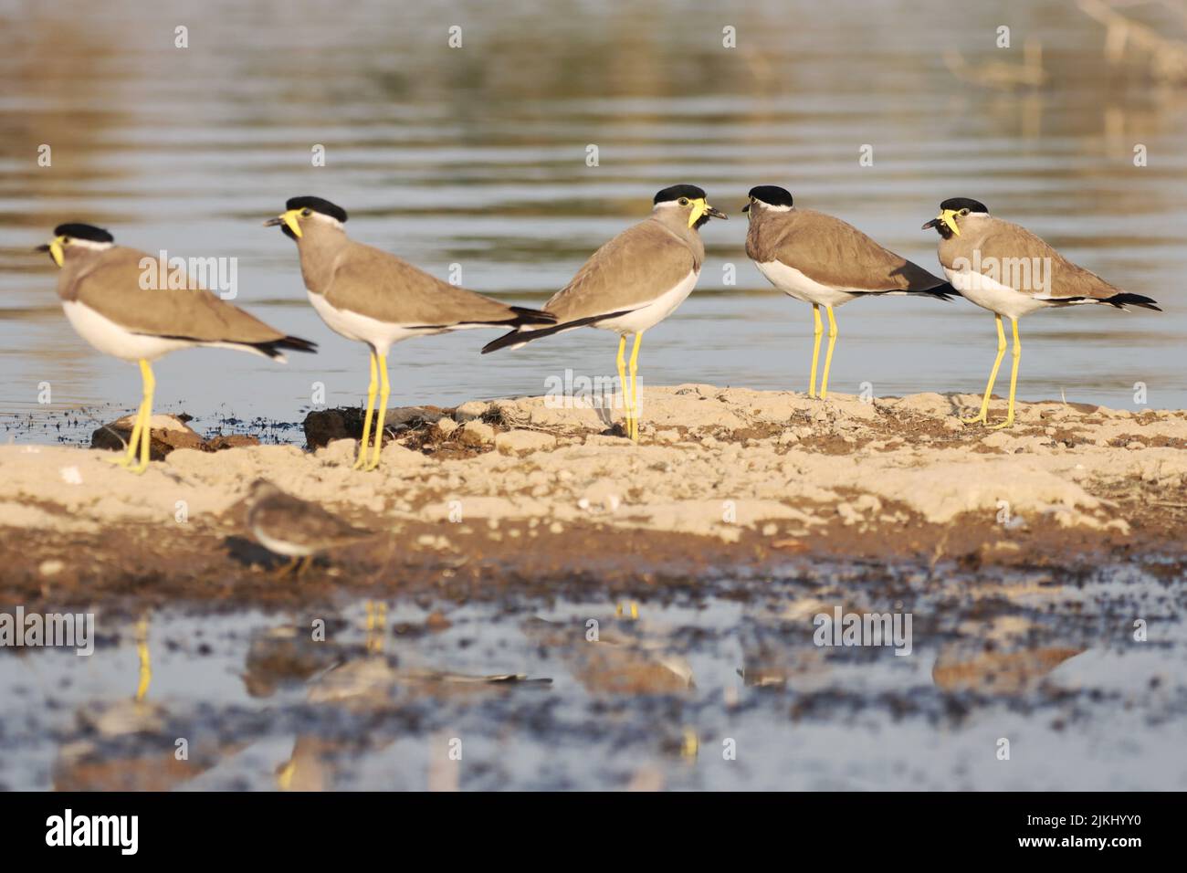 A flock of river lapwing birds on a lake shore Stock Photo - Alamy