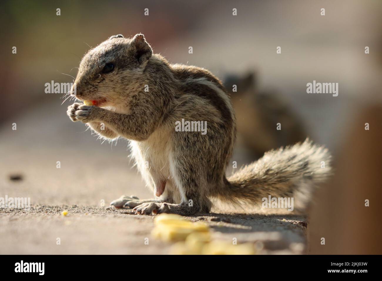 Chipmunk nut hi-res stock photography and images - Alamy