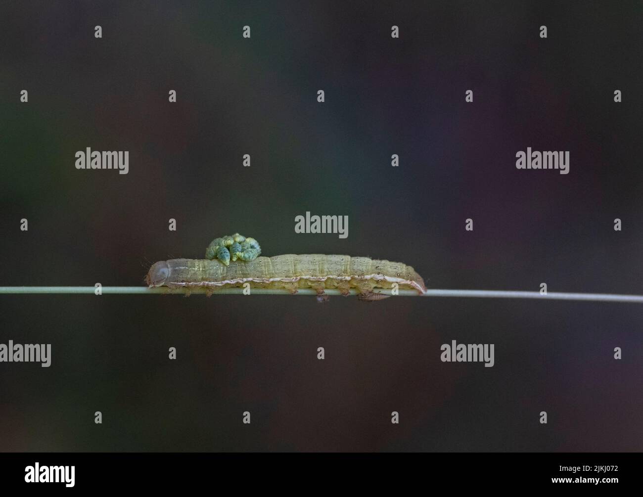 Wasp larvae caterpillar hi-res stock photography and images - Alamy