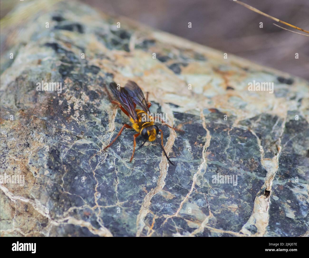 A closeup of a wasp on the stone Stock Photo - Alamy