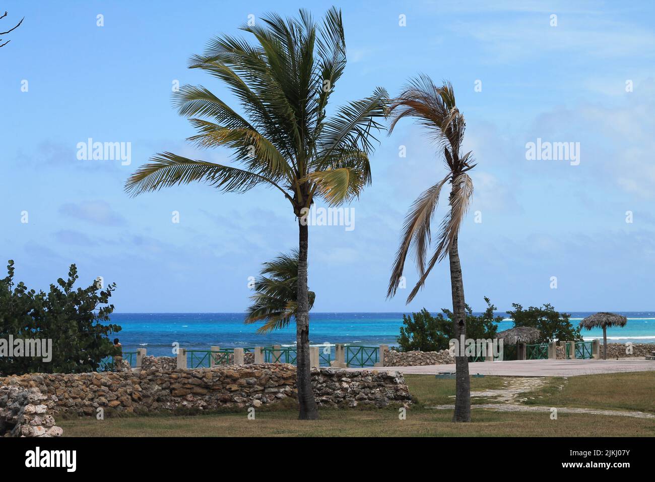 A beautiful palm trees swaying in the wind with a seascape view in the background in Cuba Stock ...
