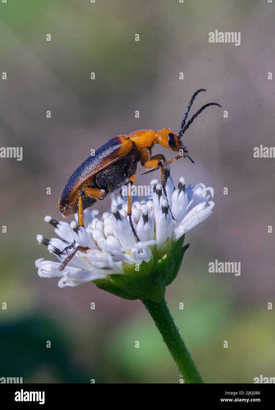 A vertical closeup shot of a blister beetle on a white flower Stock ...