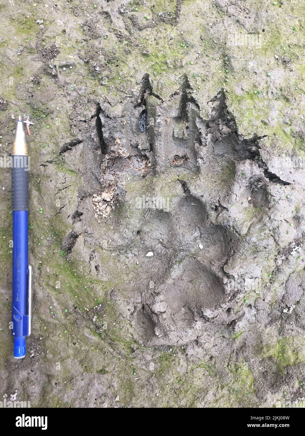 A closeup shot of the paw print within a paw print on the ground Stock ...