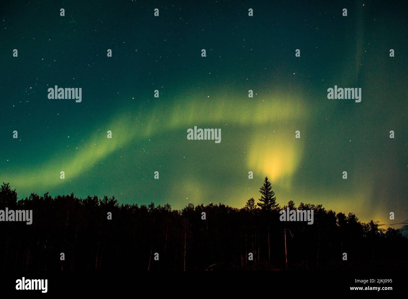 A low angle shot of green yellow northern lights over a forest Stock ...