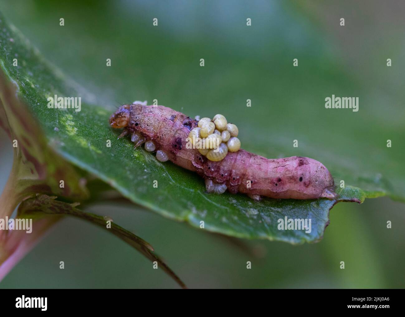 A closeup of a caterpillar with wasp larvae Stock Photo - Alamy