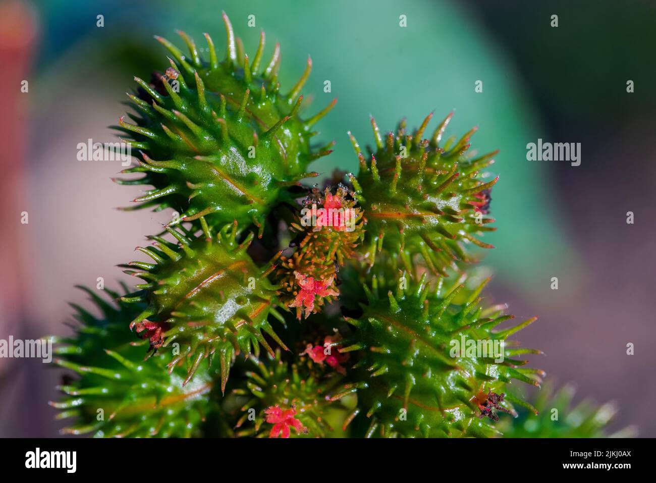 Spike leaf hi-res stock photography and images - Alamy