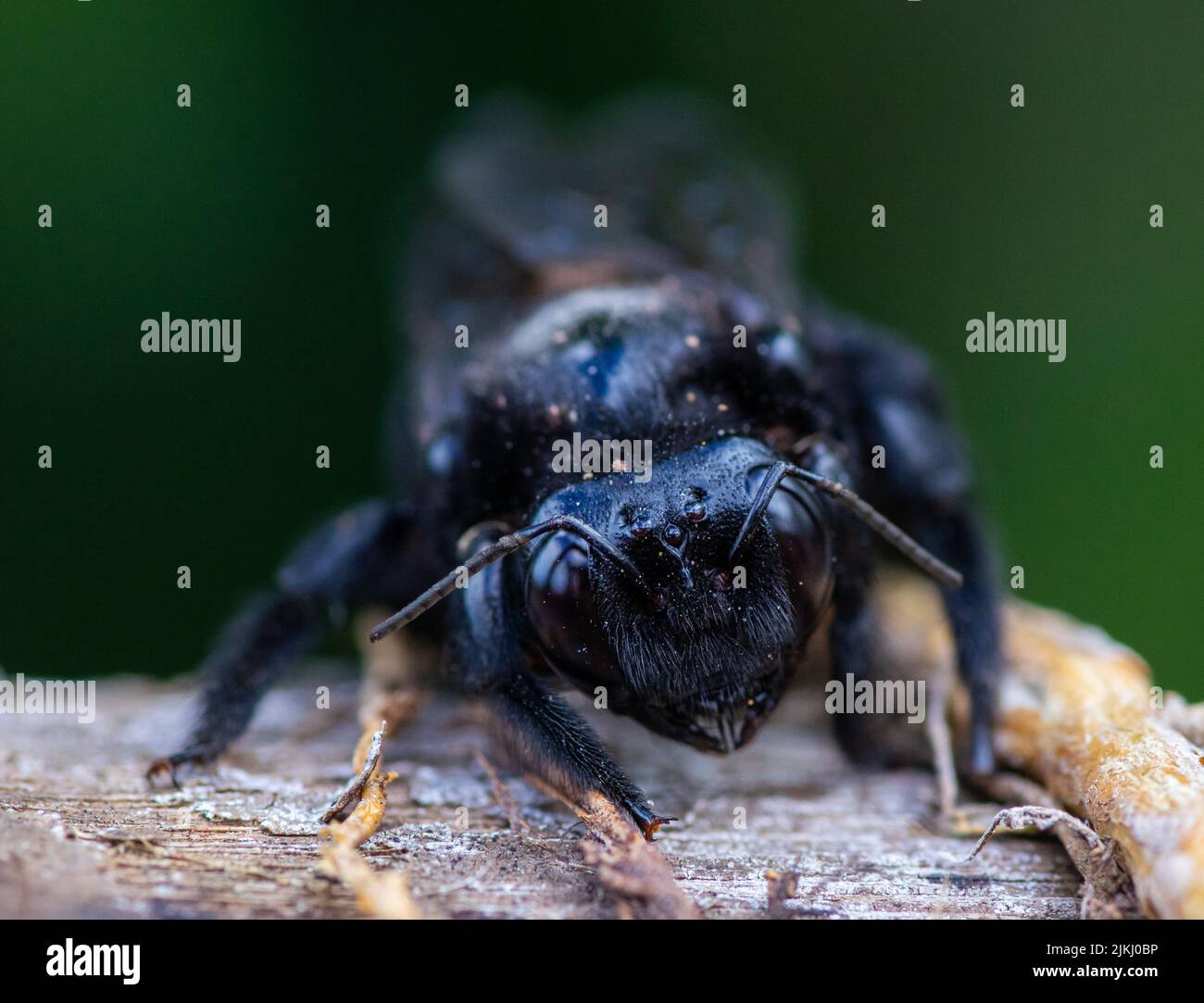 Insect face hi-res stock photography and images - Alamy