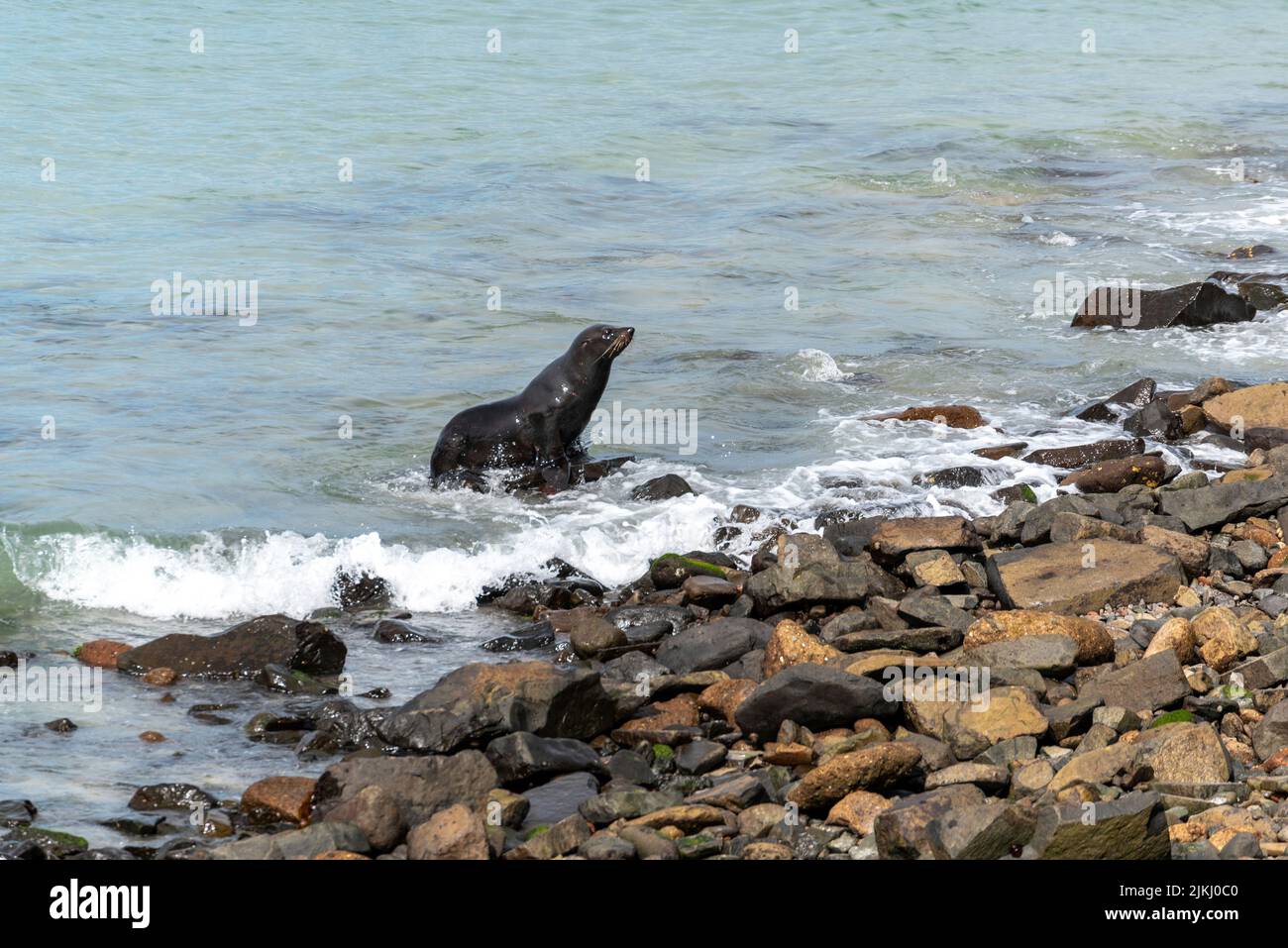 Sea lion at the coast of Owaka Peninsula, South Island of New Zealand ...