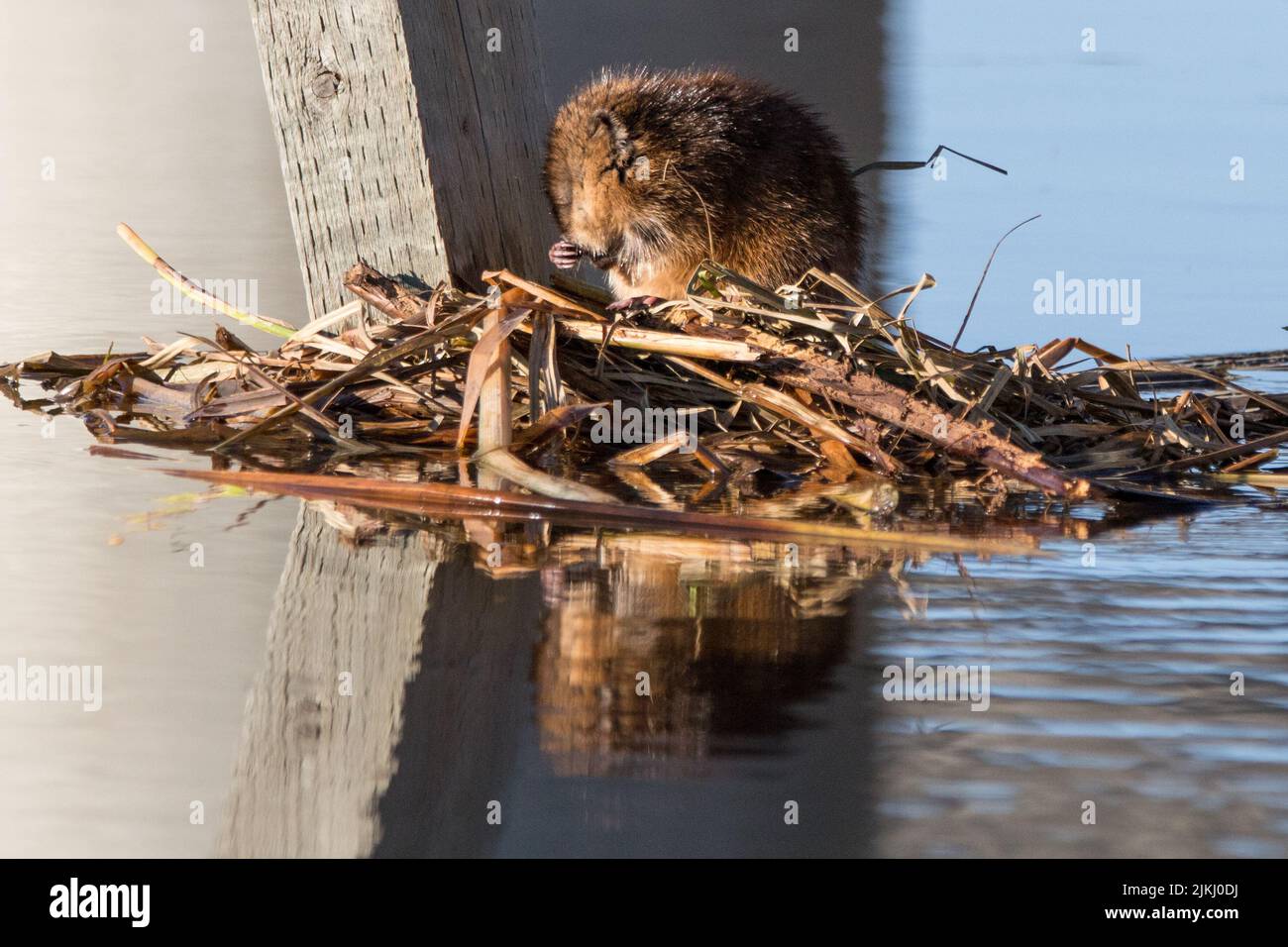A sleepy Muskrat relaxing near the pond water in St. Albert Stock Photo ...