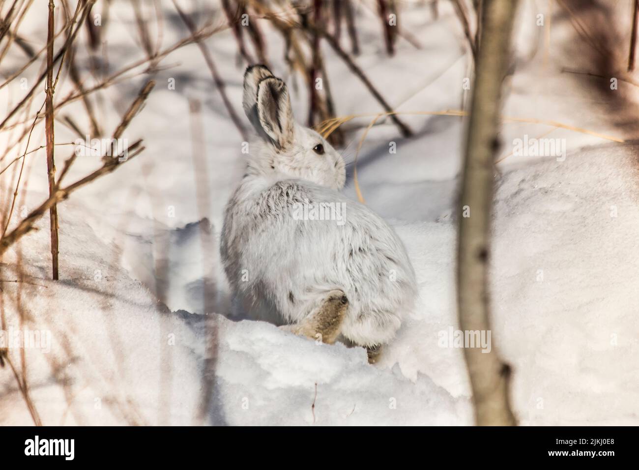 Snowshoe rabbit hi-res stock photography and images - Alamy