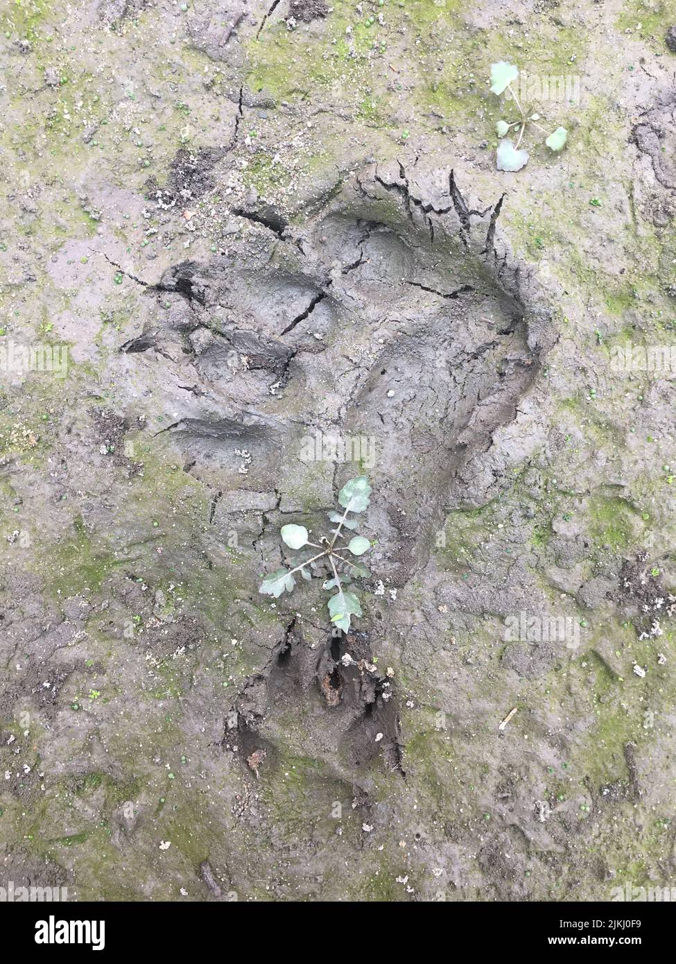 A closeup shot of the paw print within a paw print on the ground Stock ...