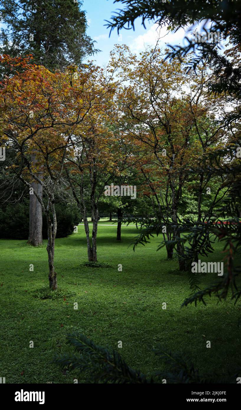 Beautiful green garden trees on hi-res stock photography and images - Alamy