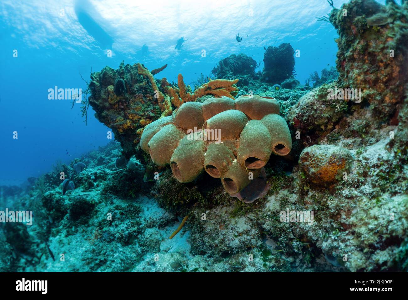 Beautiful Sponges in Cozumel Stock Photo - Alamy