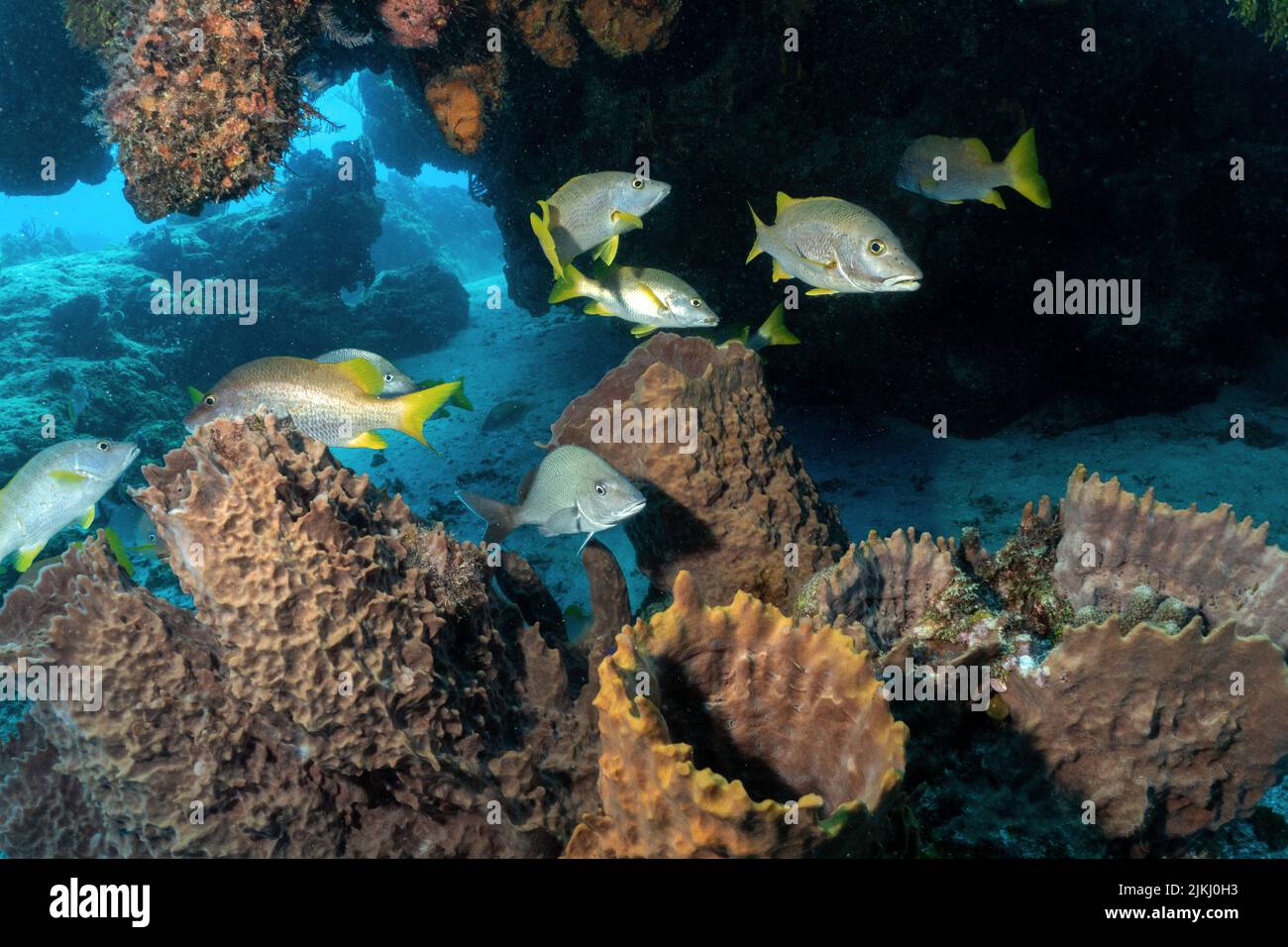 Cozumel reef scene Stock Photo - Alamy