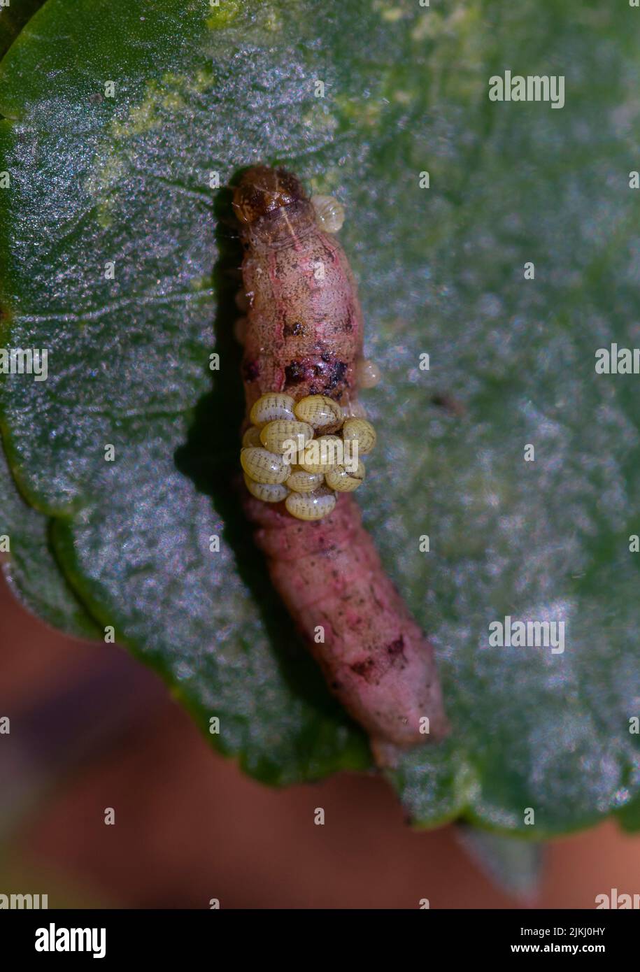 A closeup of a caterpillar with wasp larvae Stock Photo - Alamy