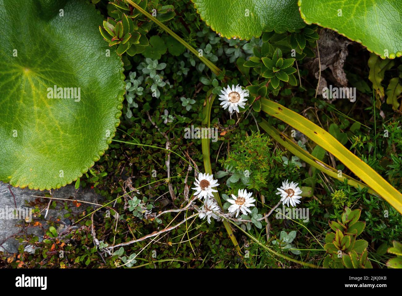 Alpine flowers at the Southern Alps, Mount Aoraki National Park, South ...