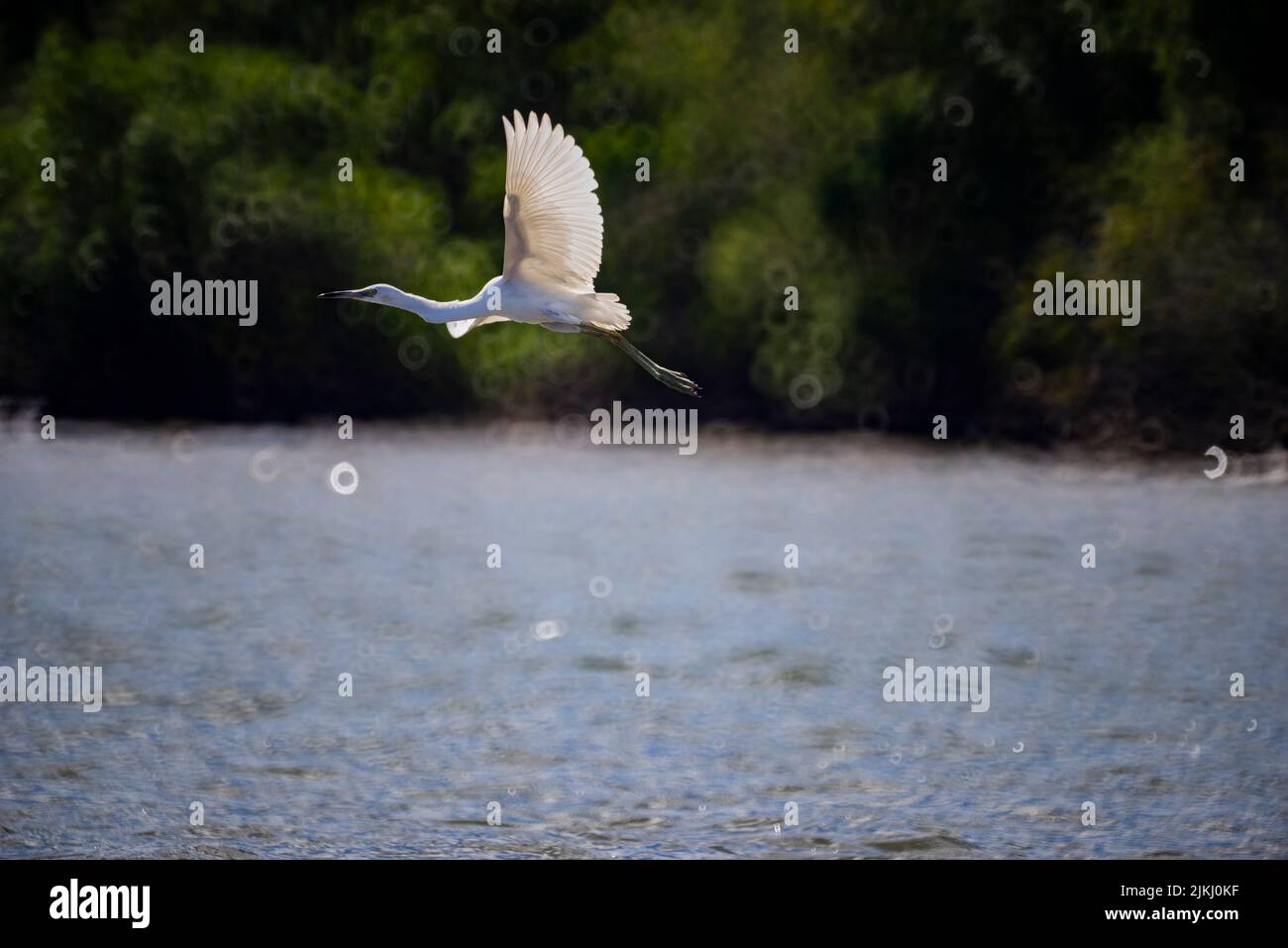Beautiful great egret flying hi-res stock photography and images - Alamy